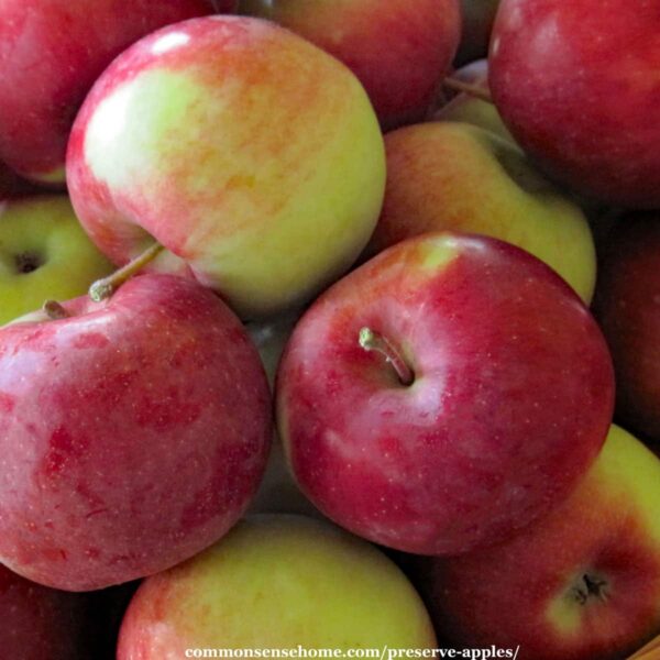 Preserve Apples for Year Round Use 17 Easy and Creative Ways