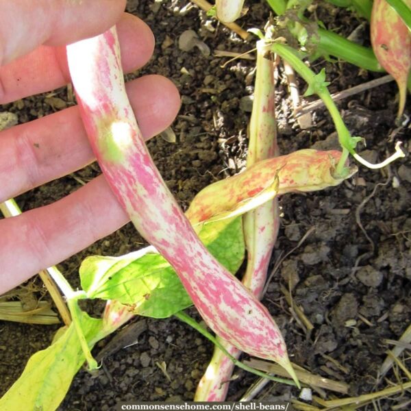 What are shell beans? (Growing Tips, Usage, Storage)