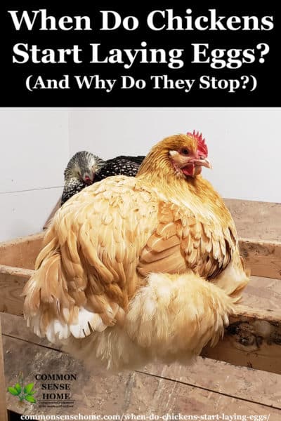 When Do Chickens Start Laying Eggs? (And Why They Stop)