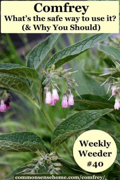 Comfrey – What’s the safe way to use it? (& Why You Should)