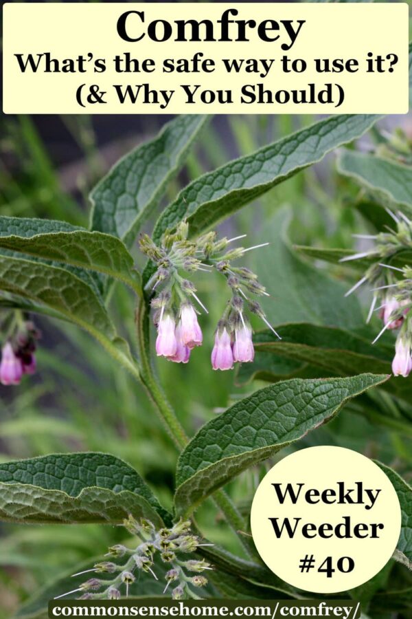 Comfrey – What’s the safe way to use it? (& Why You Should)