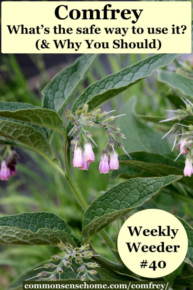 Comfrey – What’s the safe way to use it? (& Why You Should)