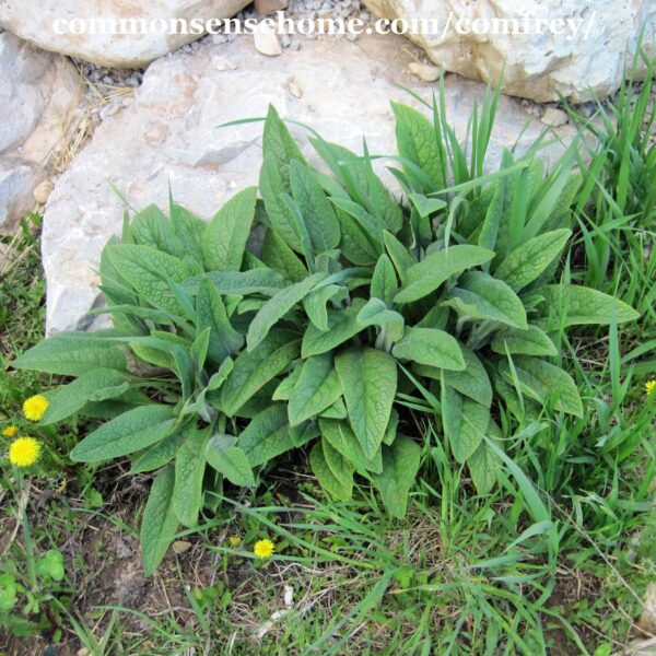 Comfrey – What’s the safe way to use it? (& Why You Should)