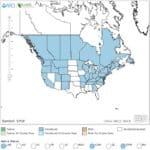 Comfrey – What’s the safe way to use it? (& Why You Should)