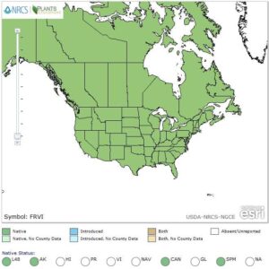 Wild Strawberries - Foraging, Growing, and Look-Alikes