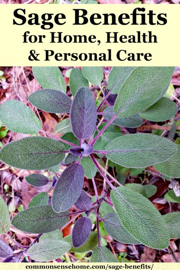 Sage Benefits for Home, Health and Personal Care