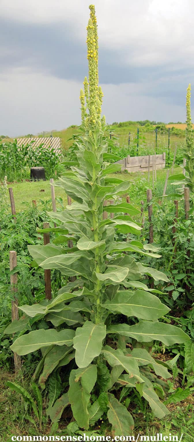 Mullein Plant - Benefits and Uses of the Gentle Giant
