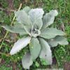 Mullein Plant - Benefits and Uses of the Gentle Giant
