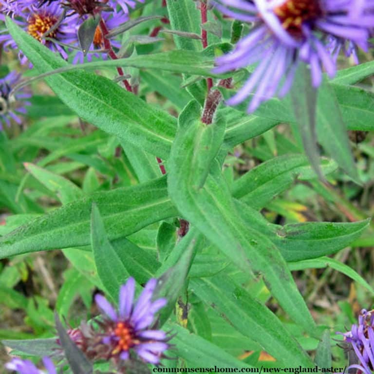 New England Aster - A Great Fall Nectar Source for Bees