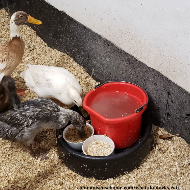 What do Ducks Eat? (and What They Shouldn't Eat)