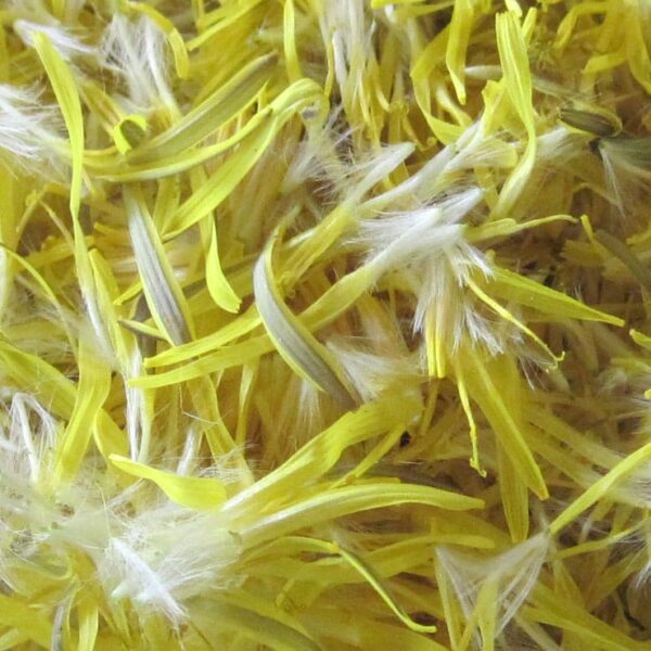 Old-Fashioned Dandelion Wine Recipe - A Warm & Golden Tipple