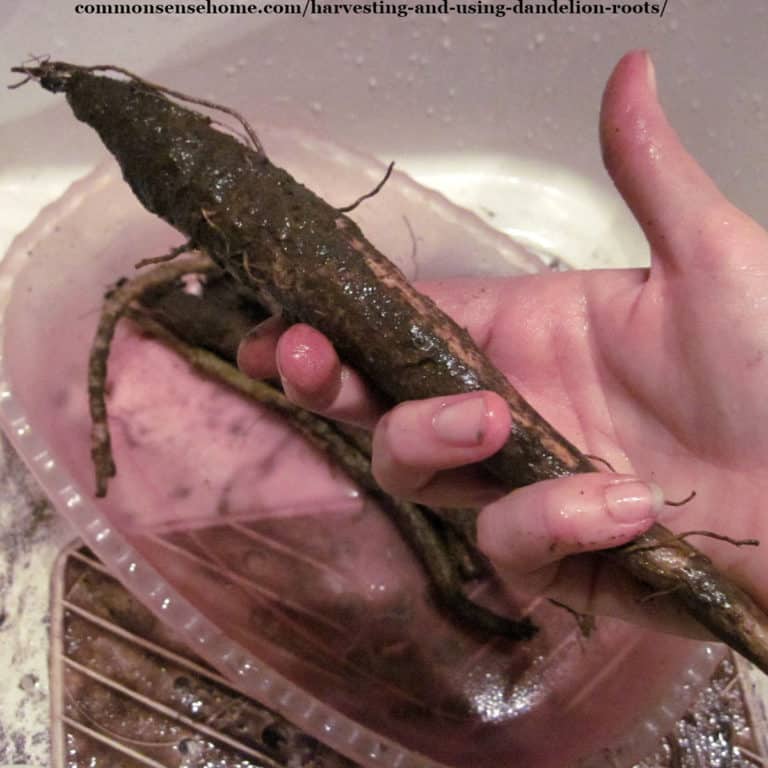 Harvesting and Using Dandelion Roots for Food & Medicine