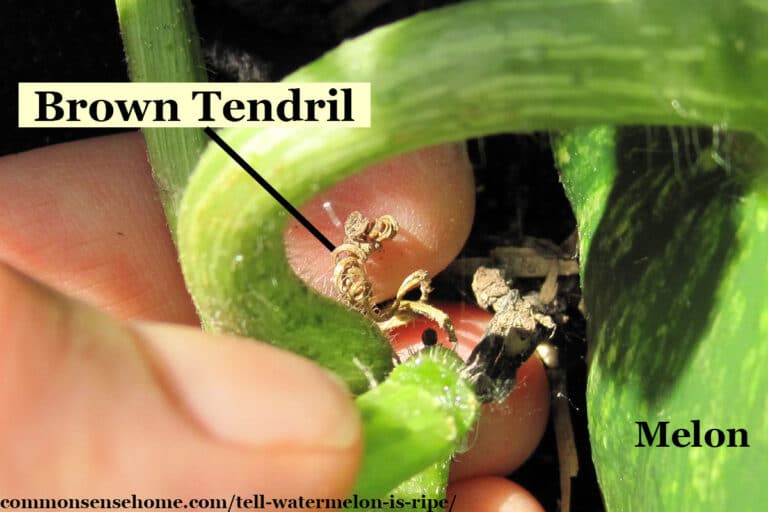 How to Tell if a Watermelon is Ripe (Pick the Best Melon!)