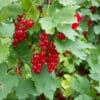 Currants - Growing, Harvesting, and Uses