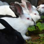 What do Rabbits Eat? (Includes Printable List of Safe Plants)