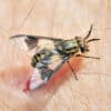 Deer Fly Control - How to Get Rid of Deer Flies