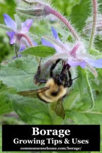 Borage - Growing Tips and Uses