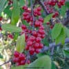 Autumn Olive - Uses, Control, Recipes