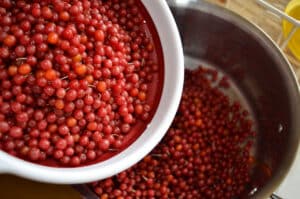 Autumn Olive - Uses, Control, Recipes