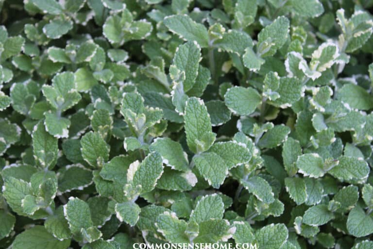 How to Grow Mint Plants (with Tips for Starting Cuttings)