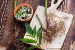 How to Grow, Harvest & Use Valerian Root