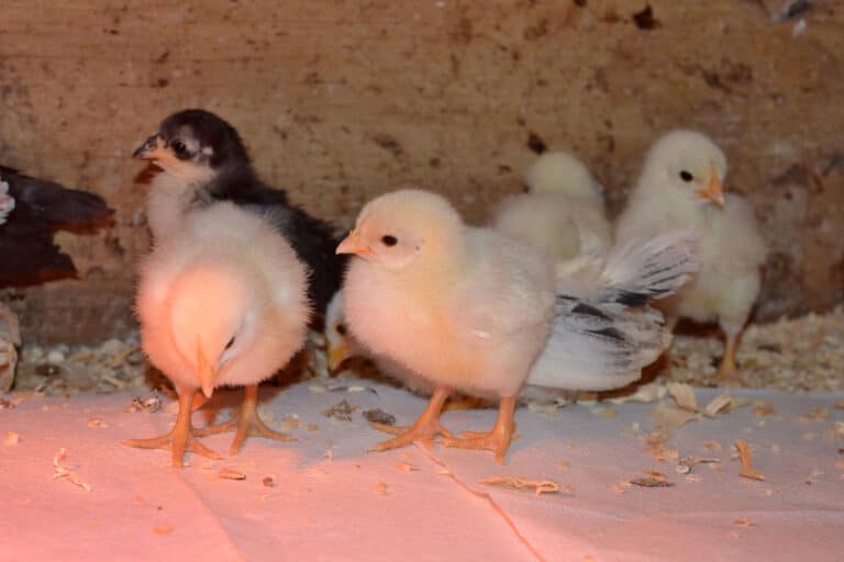 Raising Chickens - The Easy Guide for Beginners