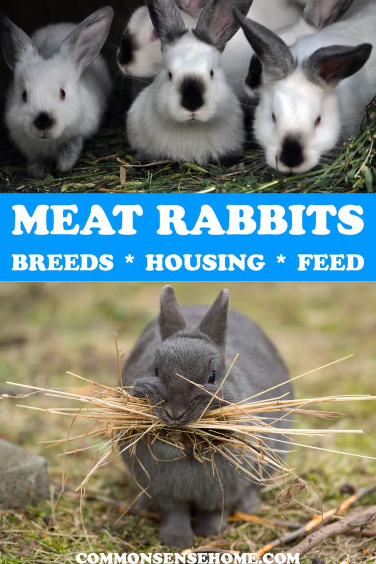Meat Rabbits - What You Need to Know