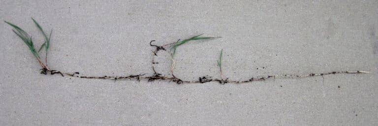 Quackgrass - Identification, Control, and Uses