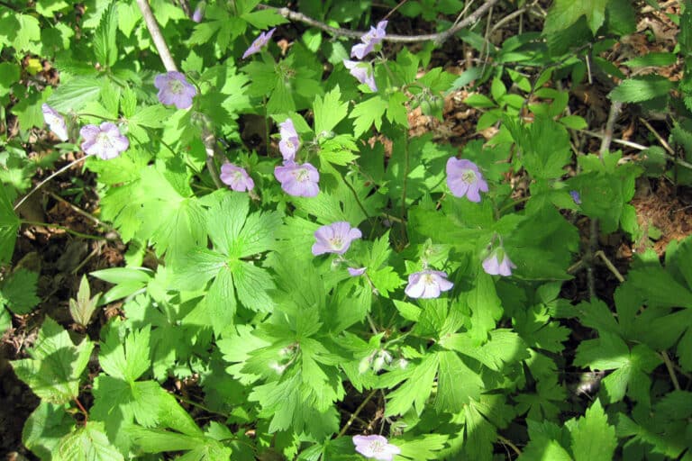 Wild Geranium (Geranium maculatum) Identification & Use