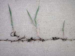 Quackgrass - Identification, Control, and Uses