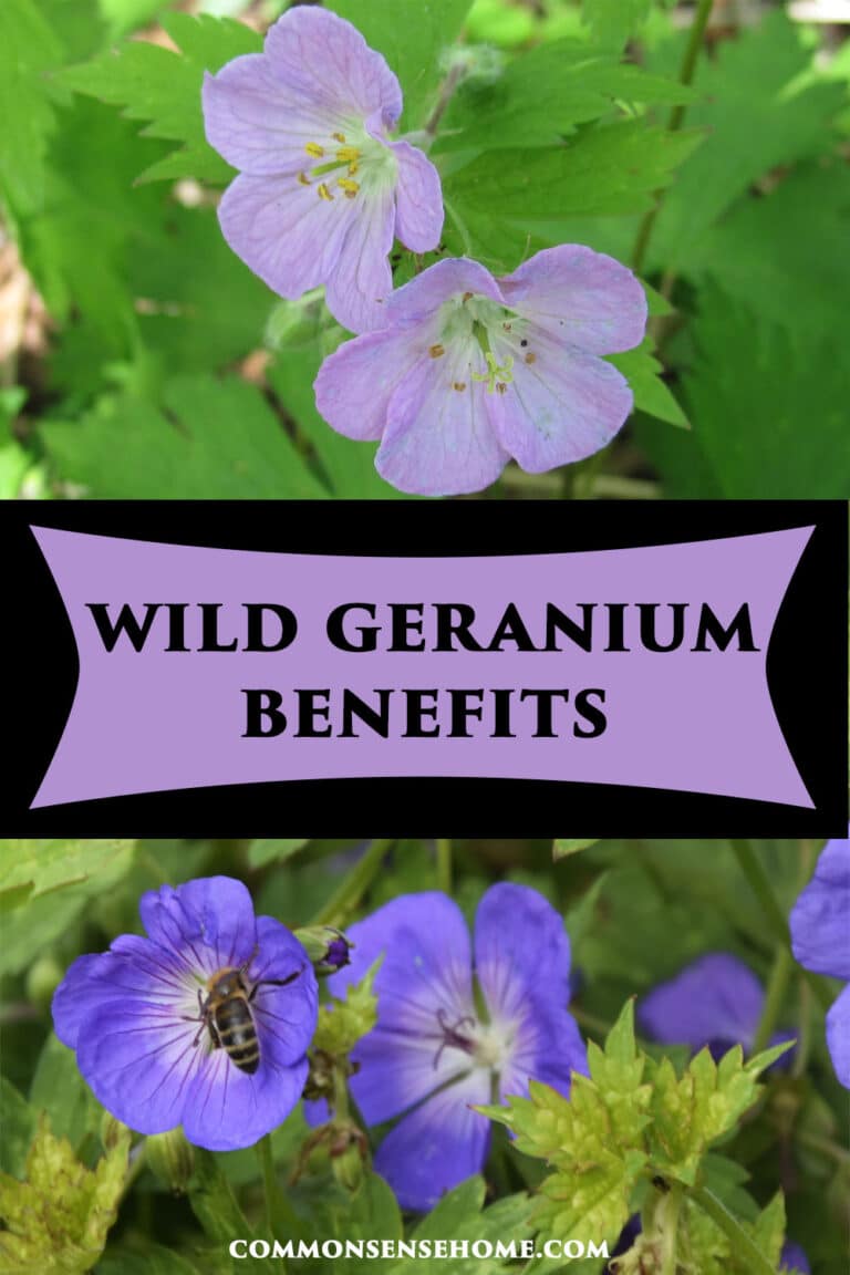 Wild Geranium (Geranium maculatum) Identification & Use