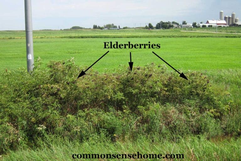 Wild Elderberry - What does an elderberry plant look like?