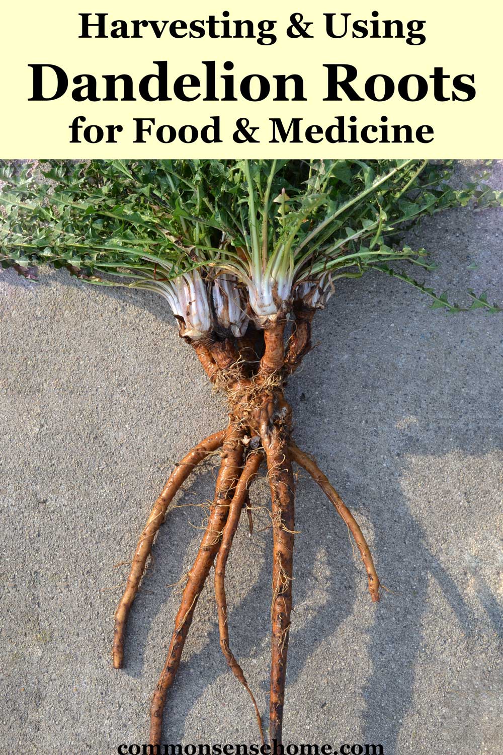 Harvesting and Using Dandelion Roots for Food & Medicine