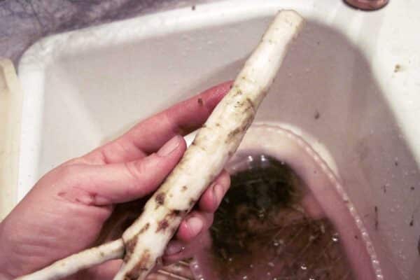 Harvesting and Using Dandelion Roots for Food & Medicine