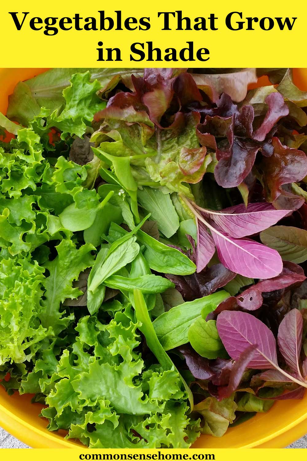 Vegetables That Grow in Shade & Tips for Successful