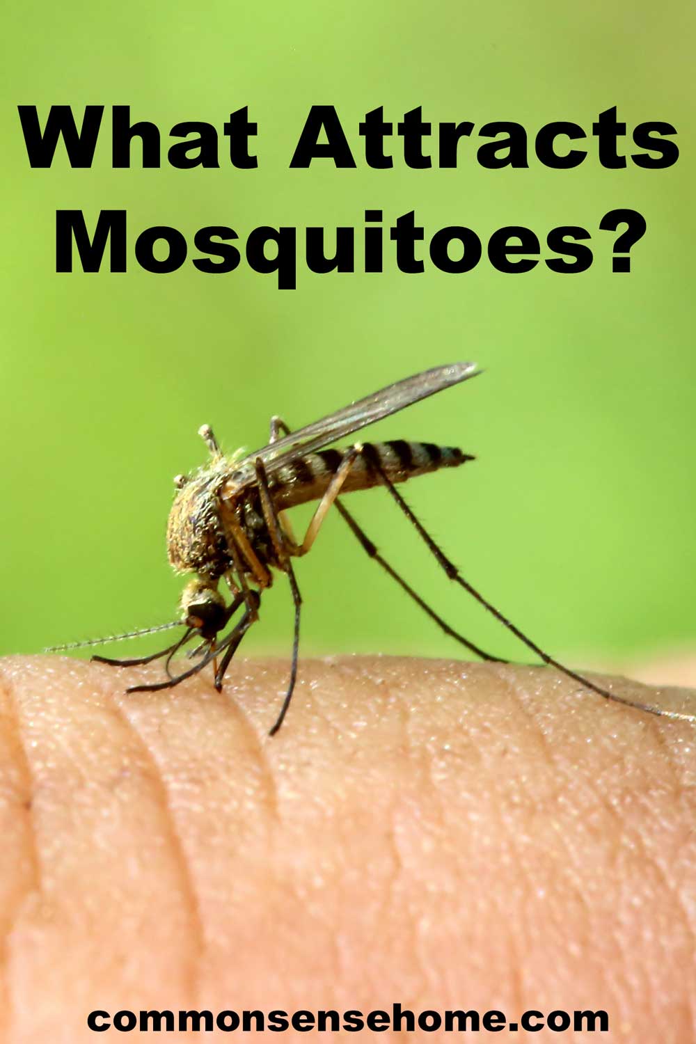 What Attracts Mosquitoes? (Blood Types, Colors, and More)