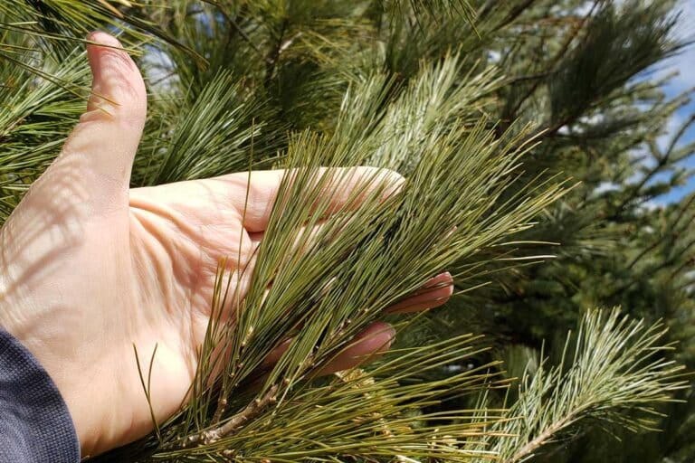 Pine Needle Tea - Easy and Good for You