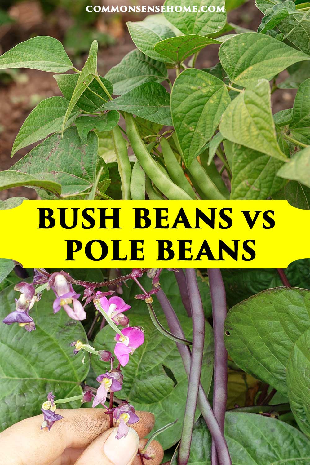 Bush Beans vs Pole Beans - Which Should You Grow?