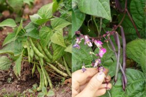 Bush Beans vs Pole Beans - Which Should You Grow?