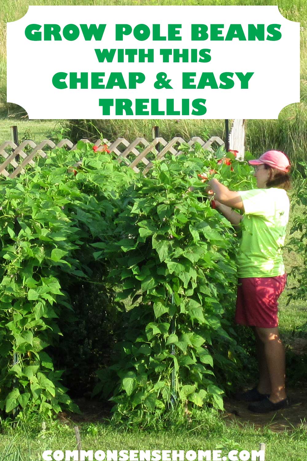 Grow Pole Beans with This Cheap and Easy Trellis